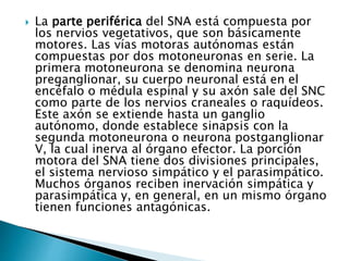 Sistema nervioso | PPTX