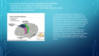 Sistema nervioso | PPTX