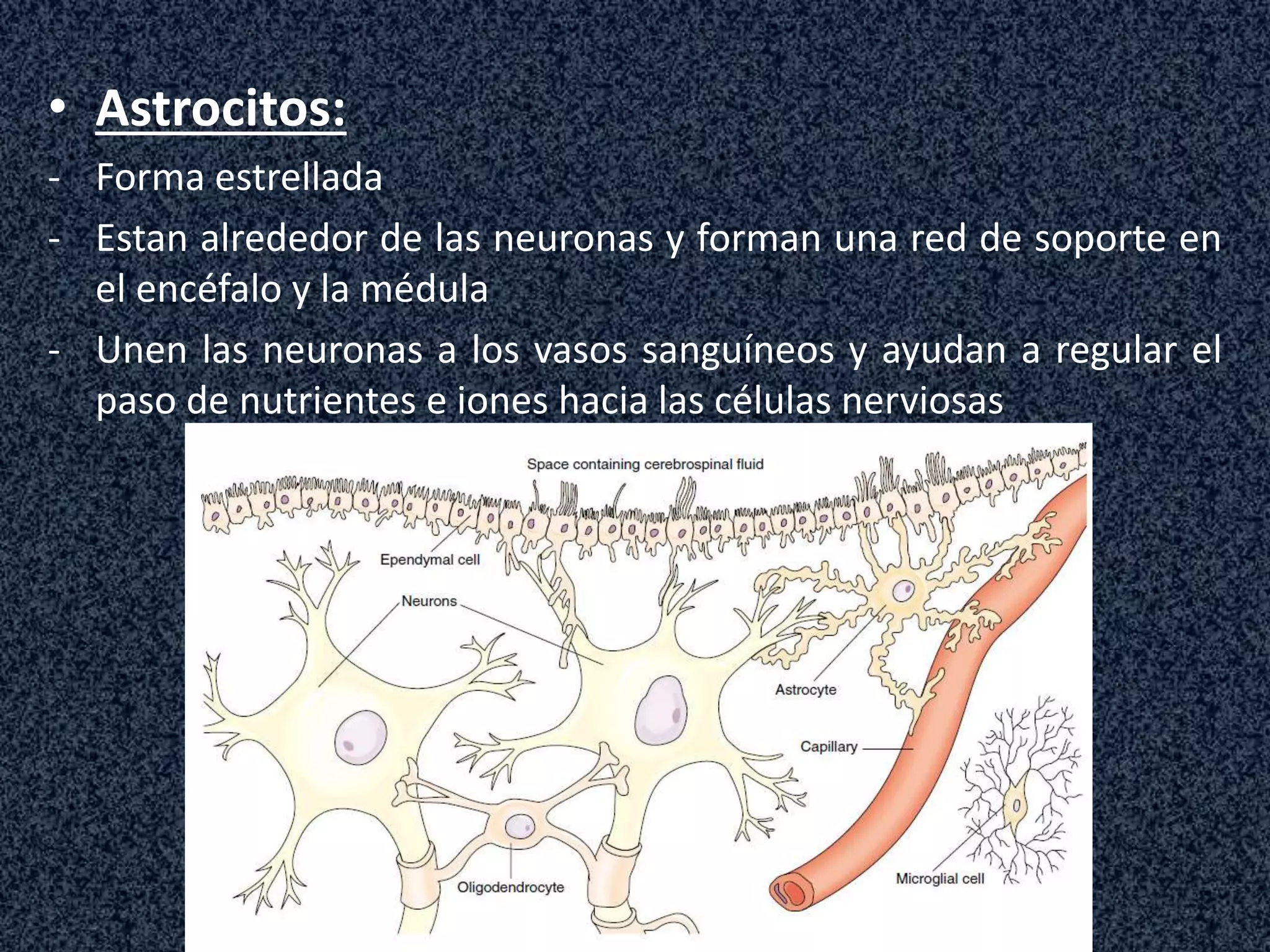Sistema Nervioso - Generalidades | PPTX