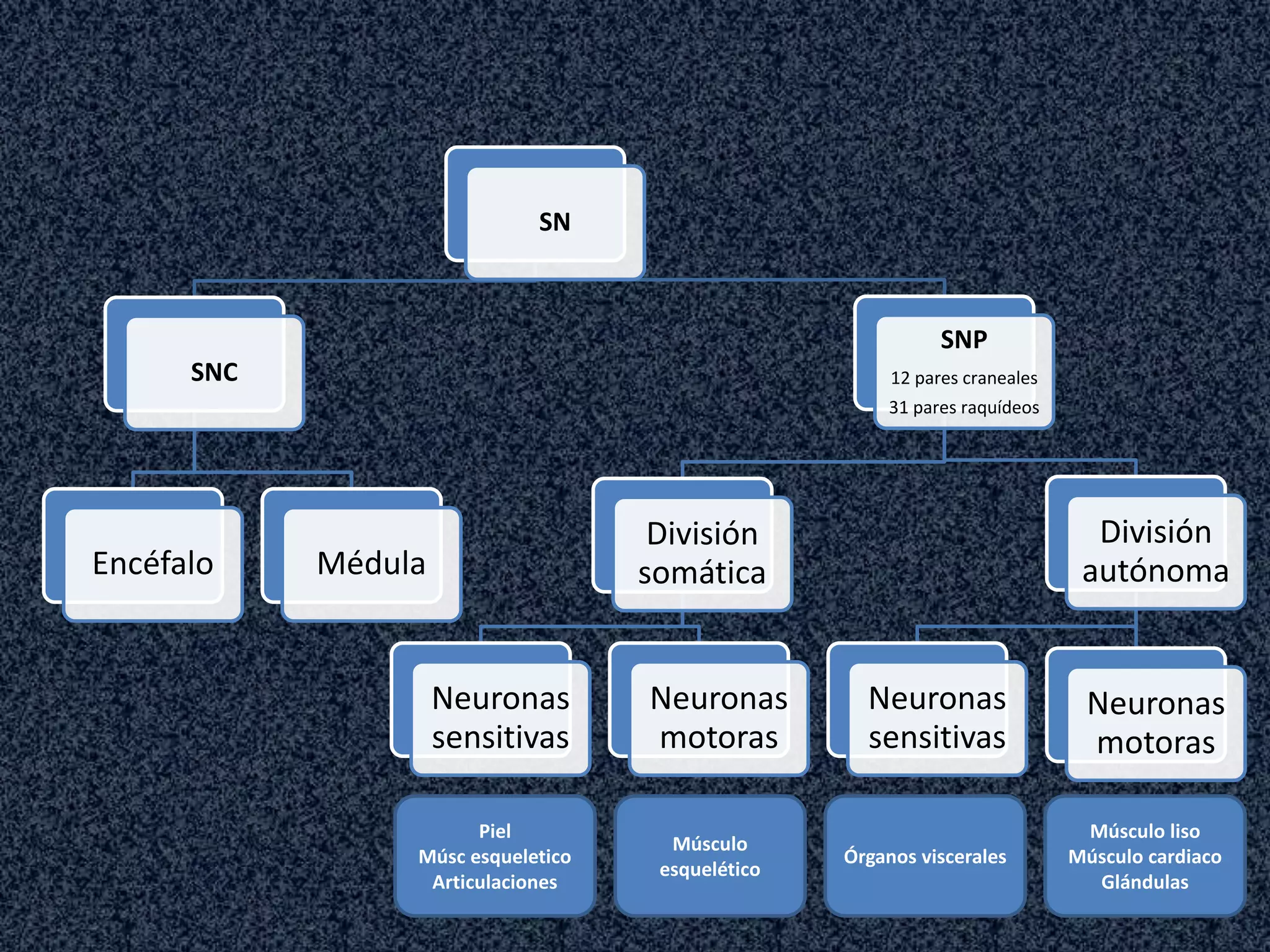 Sistema Nervioso - Generalidades | PPTX