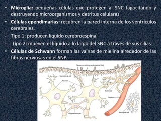 Sistema Nervioso - Generalidades | PPTX