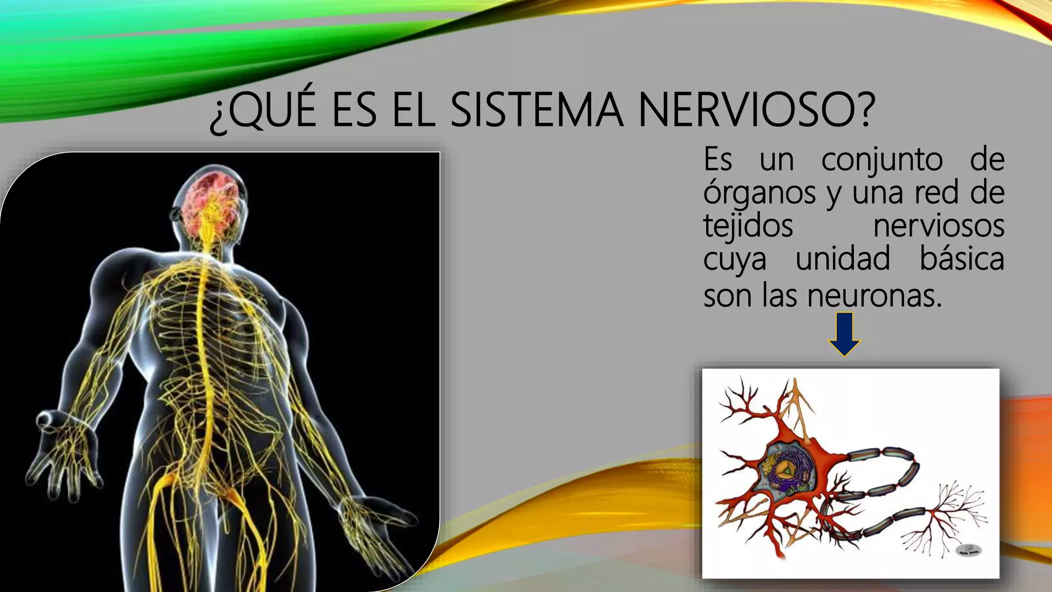Sistema nervioso | PPT