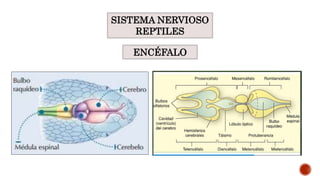 Sistema Nervioso De Los Anfibios Pptx