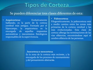 Sistema nervioso | PPTX