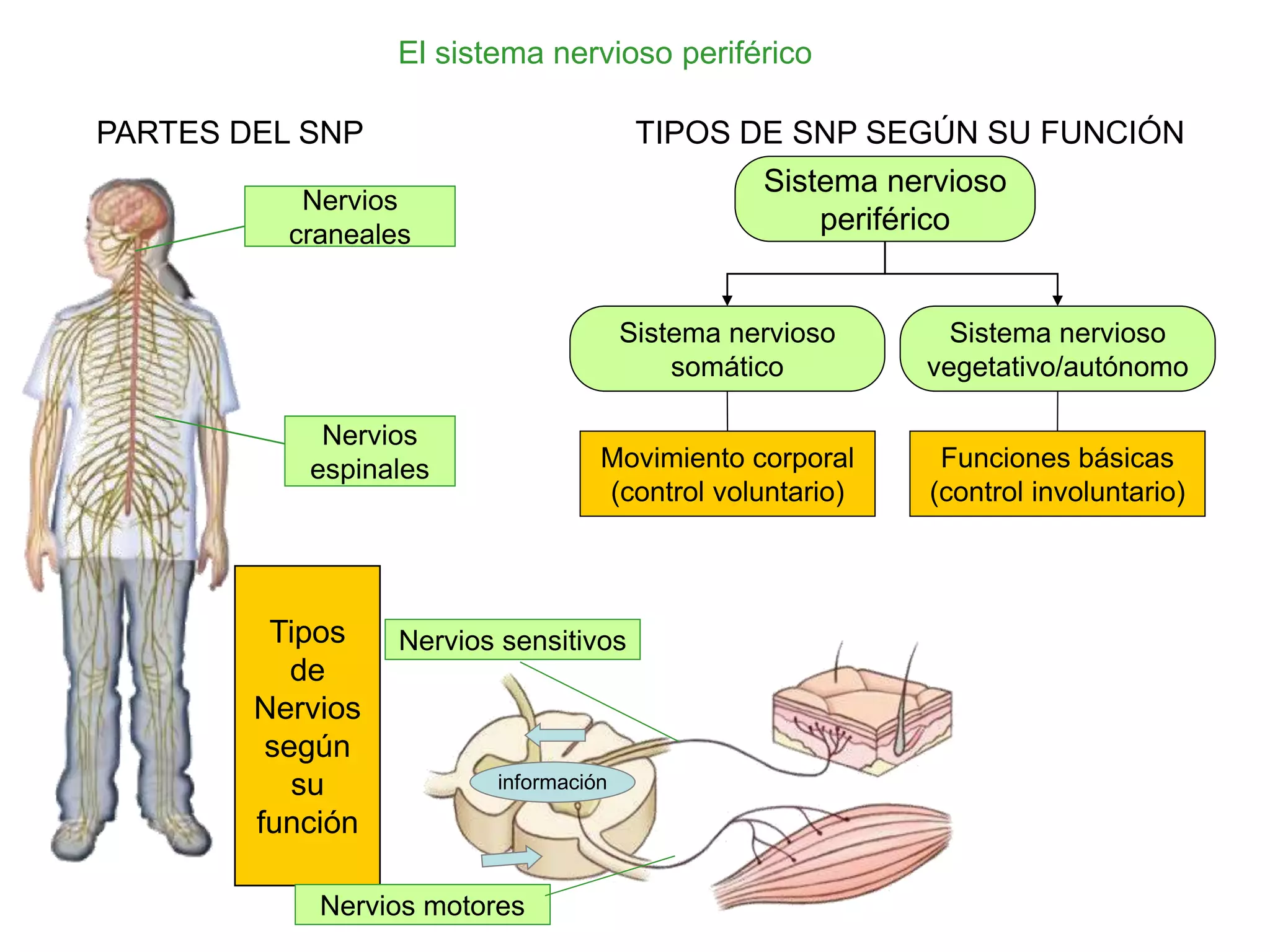 SISTEMA NERVIOSO.ppt