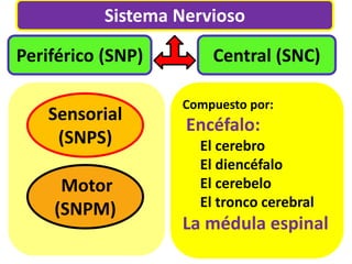 Sistema Nervioso.ppt
