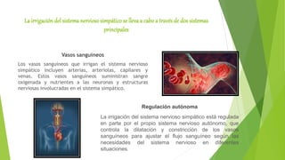 ANATOMÍA FUNCIONAL.SISTEMA NERVIOSO AUTONOMO. | PPTX