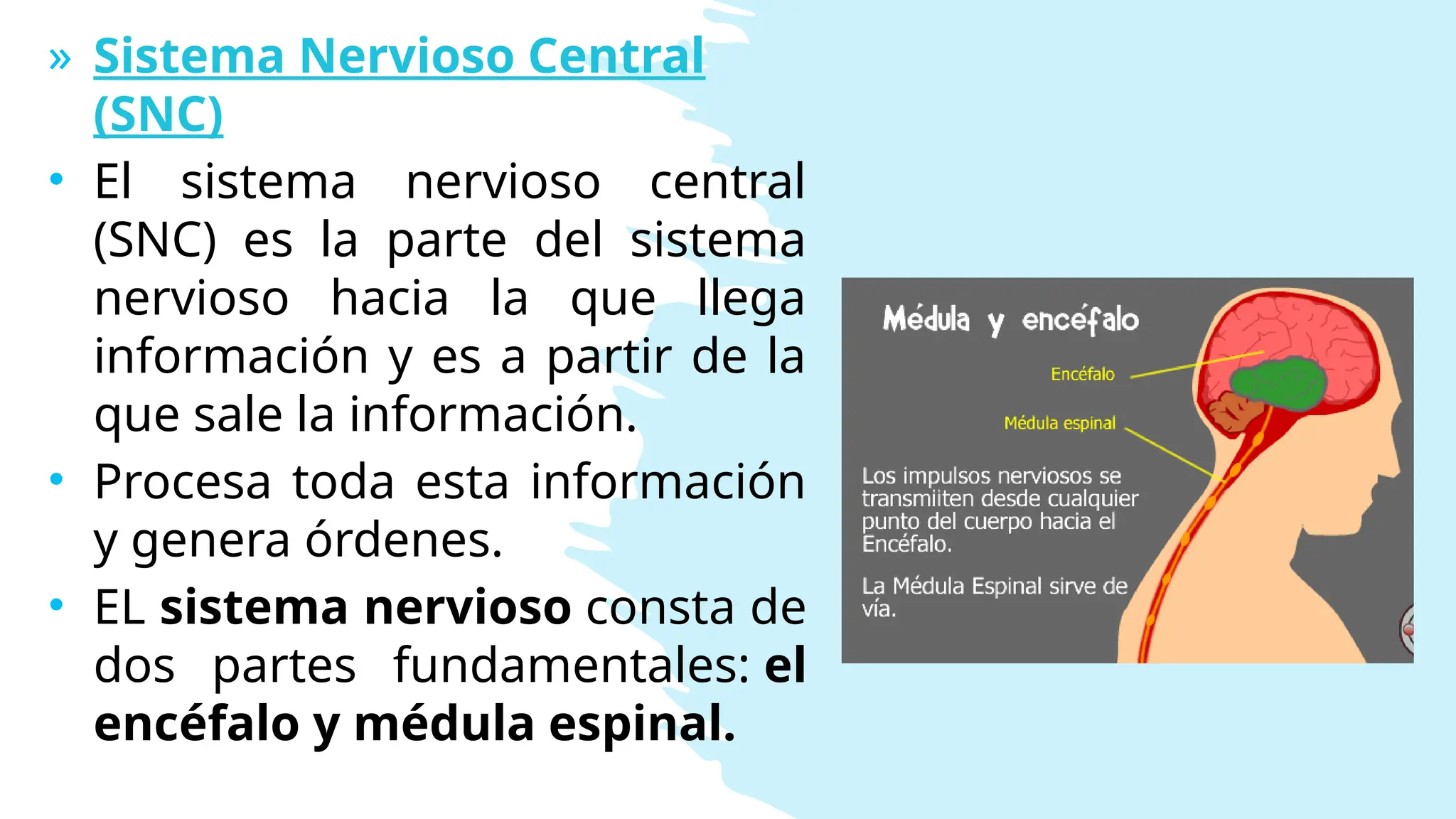 Sistema NERVIOSO, partes del SNC y SNP y | PPTX