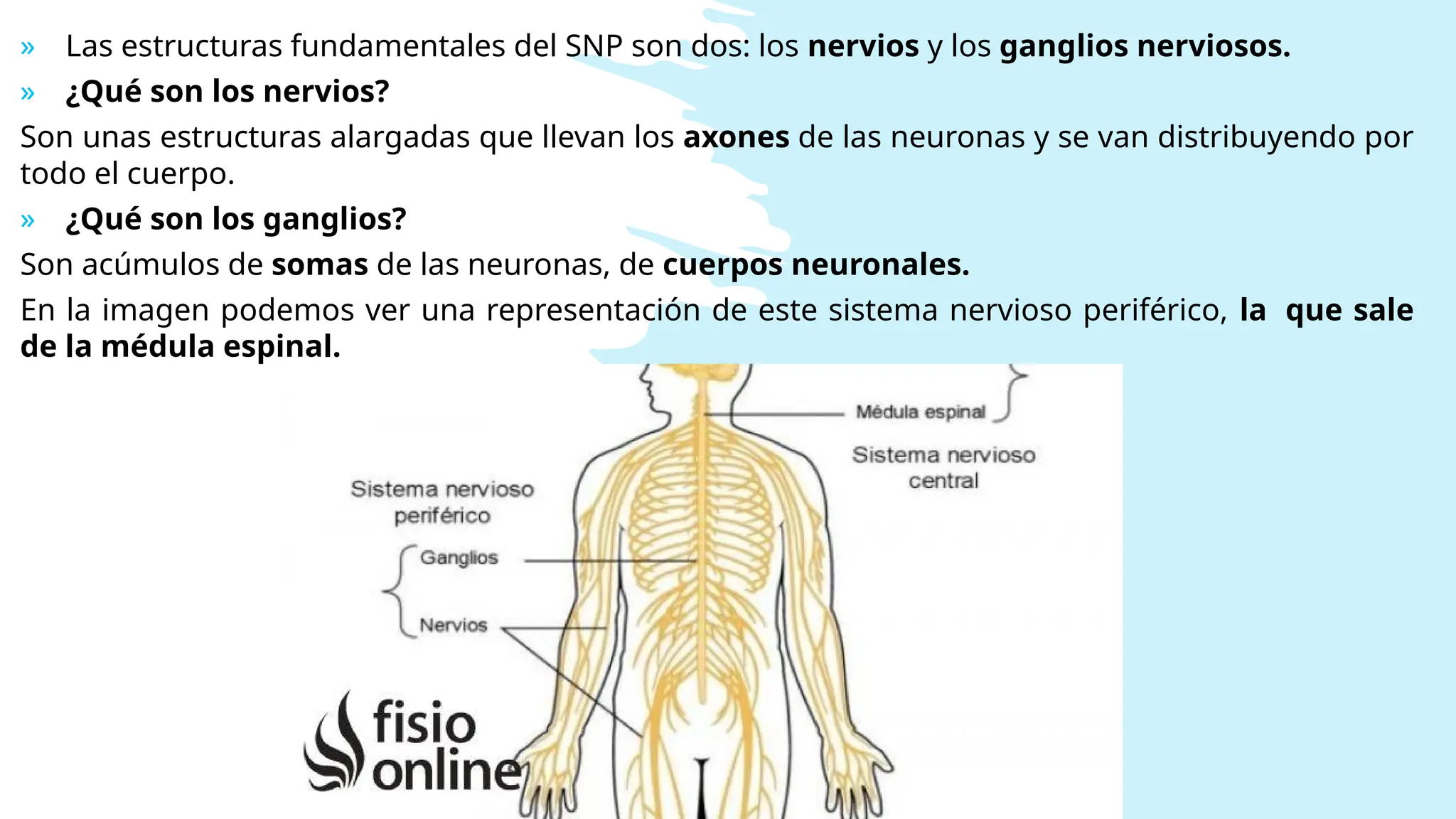 Sistema NERVIOSO, partes del SNC y SNP y | PPTX