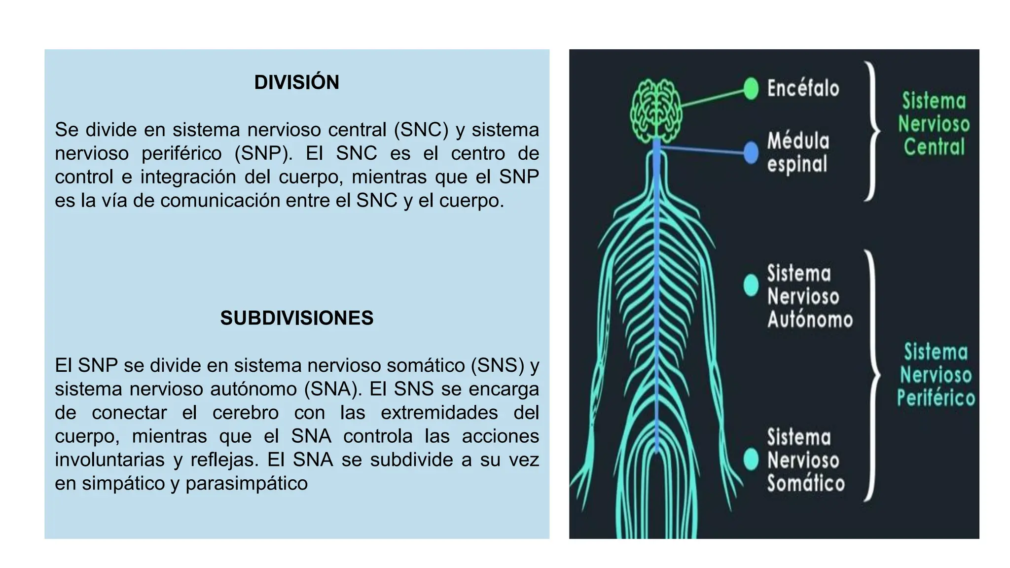 SISTEMA NERVIOSO,CARACTERISTICAS Y SU PRESENTACION | PDF