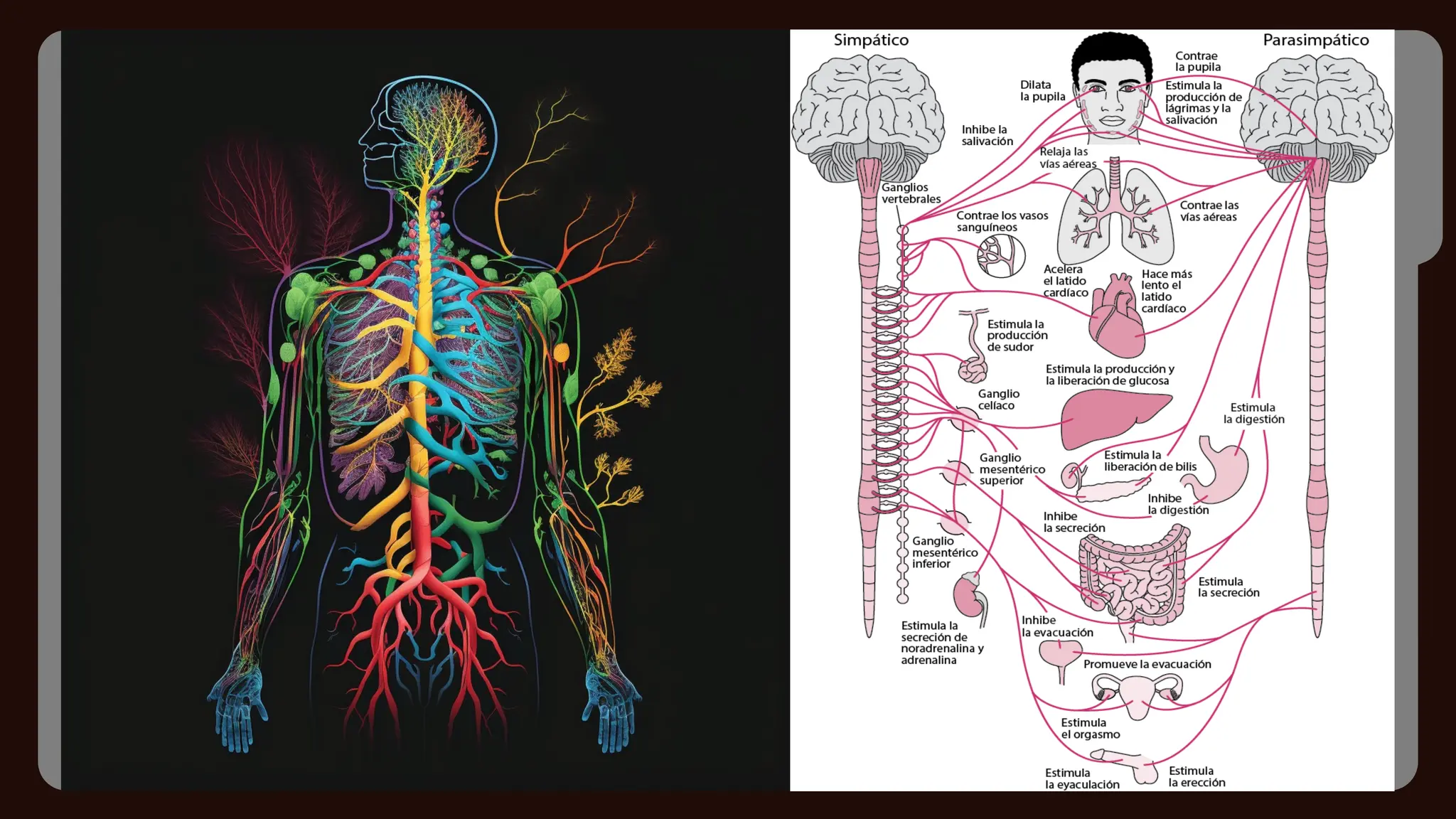 SISTEMA NERVIOSO..pptx.................. | PPTX
