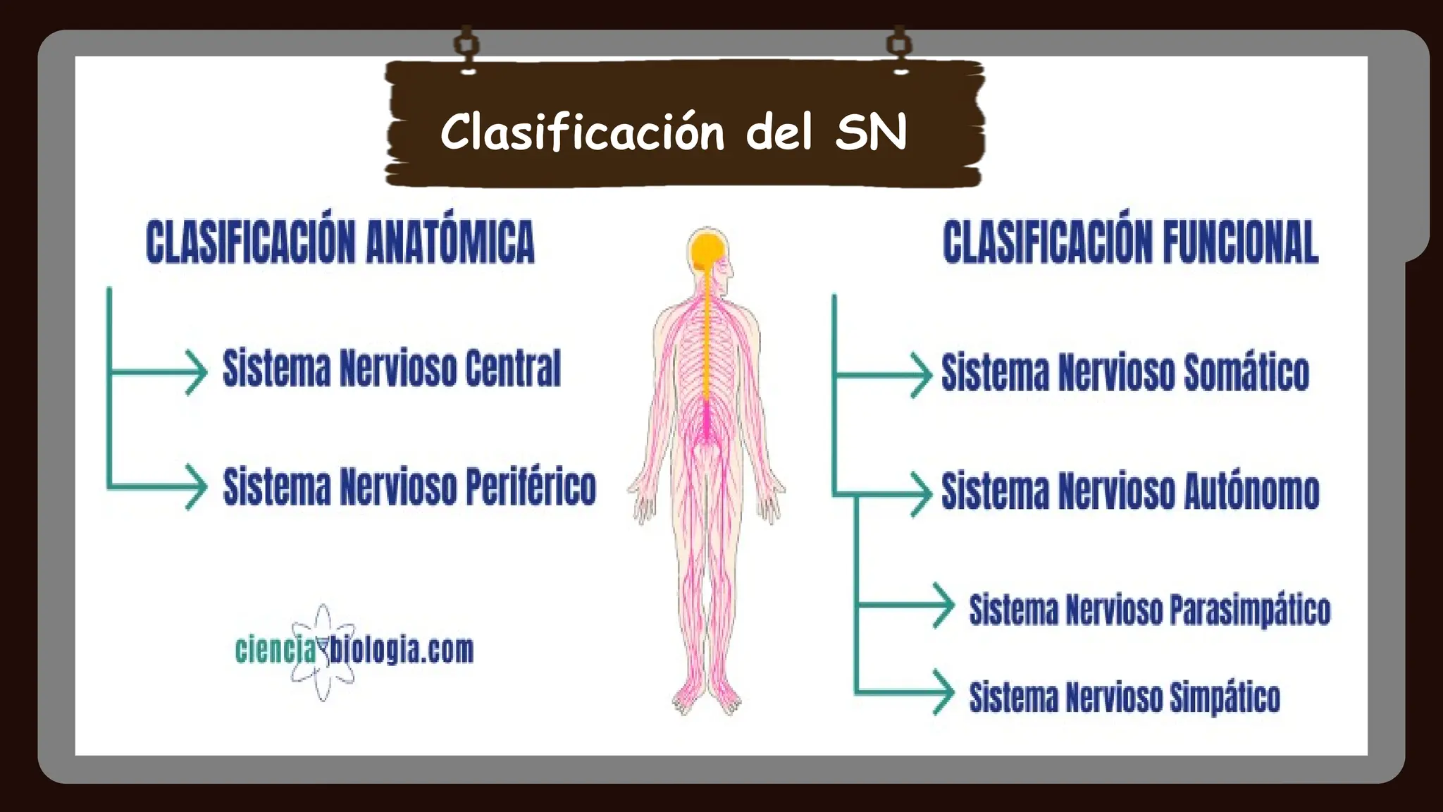 SISTEMA NERVIOSO..pptx.................. | PPTX