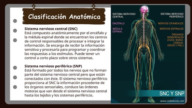 SISTEMA NERVIOSO..pptx.................. | PPTX