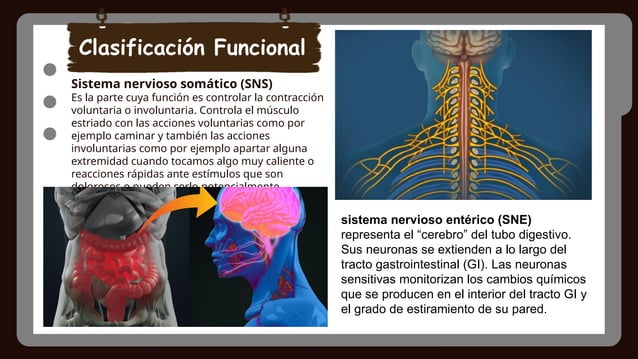 SISTEMA NERVIOSO..pptx.................. | PPTX