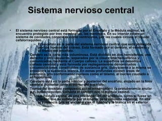 Sistema Nervioso Brian Quiroz, Sergio Bianchi, Santiago Cortes | PPT