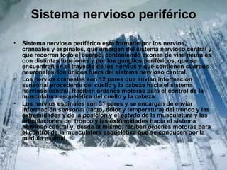Sistema Nervioso Brian Quiroz, Sergio Bianchi, Santiago Cortes | PPT