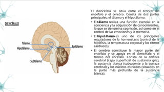 Sistema nervioso1. guia de anatomia del sistema | PPTX