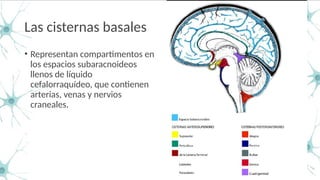 Sistema nervioso1. guia de anatomia del sistema | PPTX