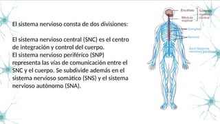 Sistema nervioso1. guia de anatomia del sistema | PPTX