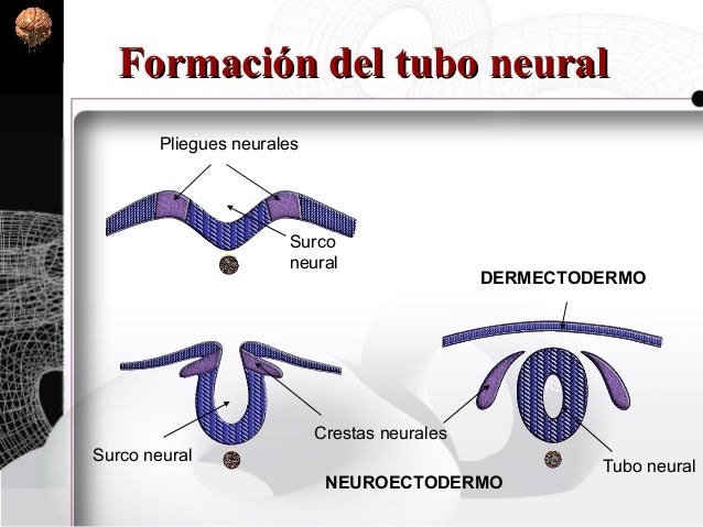 Sistema Nervioso. Parte II