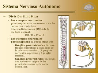sistema nervioso anatomia humana ss2.pptx