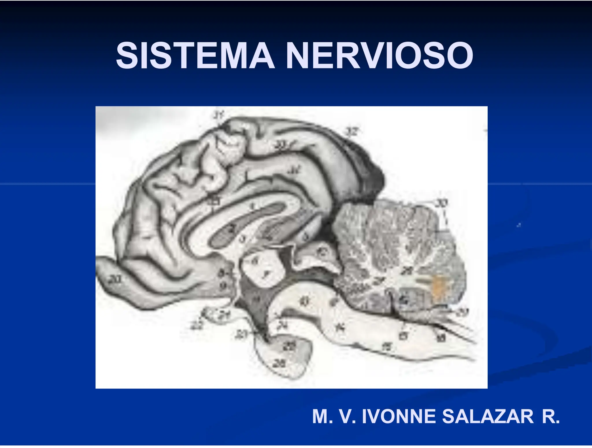 Sistema_nervioso_2013.ppt animal y morf. | PPTX