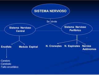Sistema_nervioso_2013.ppt animal y morf. | PPTX