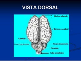 Sistema_nervioso_2013.ppt animal y morf. | PPTX