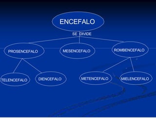 Sistema_nervioso_2013.ppt animal y morf. | PPTX