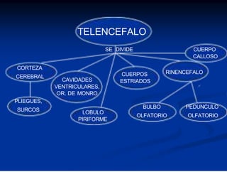 Sistema_nervioso_2013.ppt animal y morf. | PPTX