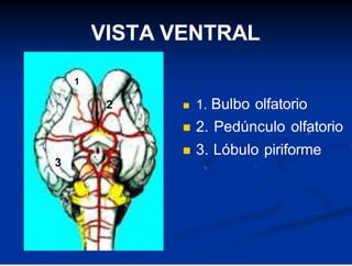 Sistema_nervioso_2013.ppt animal y morf. | PPTX