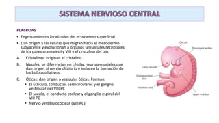 Sistema nervioso 2022 embriologia y desarrollo.pdf
