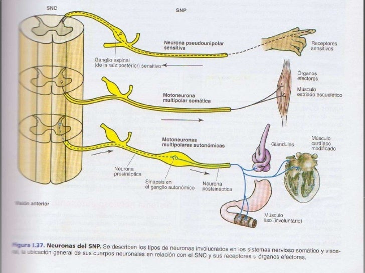 Sistema Nervioso Anato