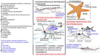 SISTEMA NERVIOSO ANIMALES 1.pdf