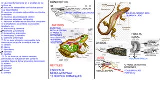 SISTEMA NERVIOSO ANIMALES 1.pdf