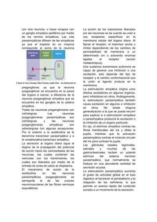 Sistema nervioso autónomo | PDF