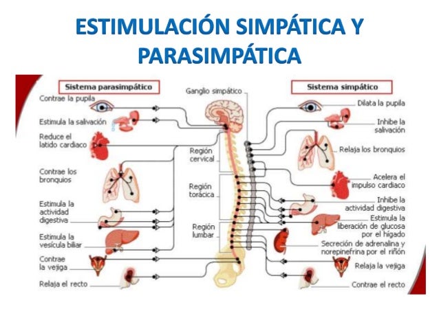 Sistema nervioso autónomo