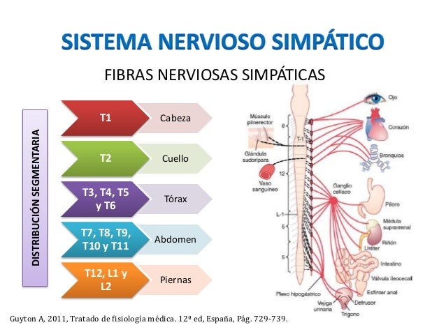 Sistema nervioso autónomo