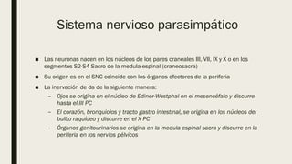 Sistema nervioso autónomo fisiologia.pptx