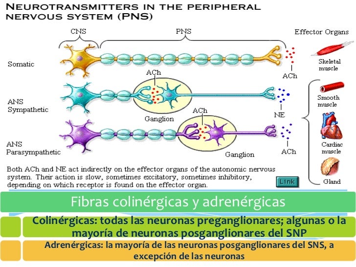 Sistema nervioso autonomo