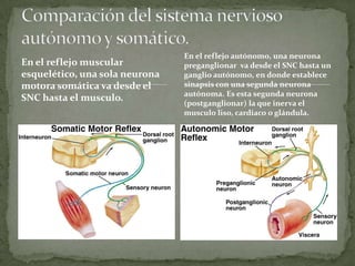 Sistema nervioso autonomo | PPTX