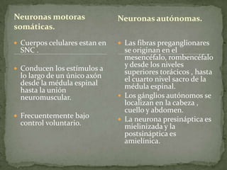 Sistema nervioso autonomo | PPTX