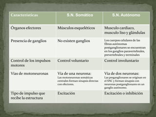 Sistema nervioso autonomo | PPTX