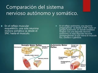 Sistema Nervioso Autonomo | PPTX