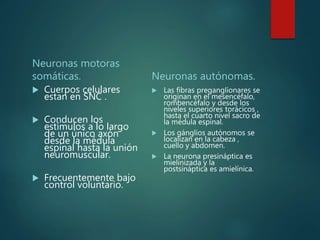 Sistema Nervioso Autonomo | PPTX