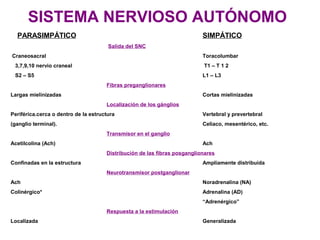 Sistema nervioso autonomo basico | PPT