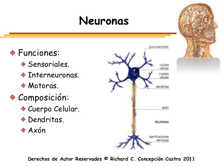 Sistema Nervioso Capitulo 6