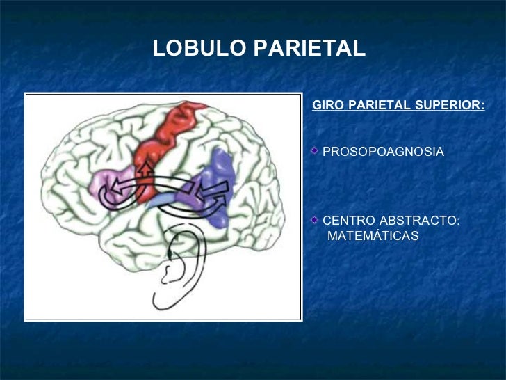 Sistema nervioso central