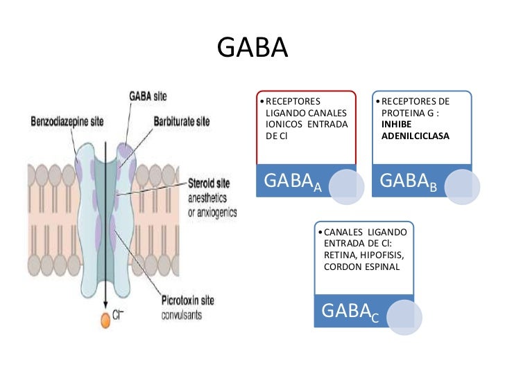 Sistema nervioso central