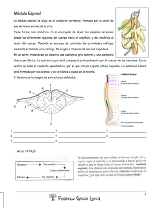 Sistema nervioso central | PDF